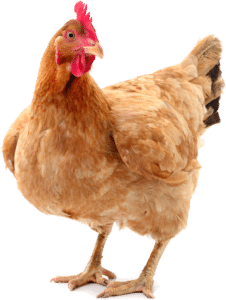 Poultry - Meat Commodities Inc.